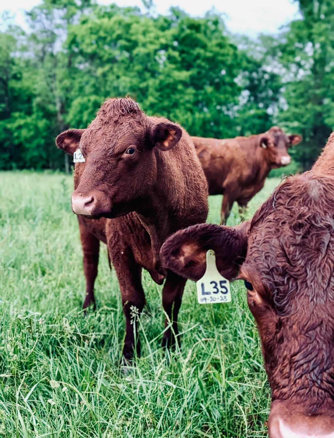 Premium 100% Grass-Fed, Antibiotic-Free Beef | MooBerry Farms
